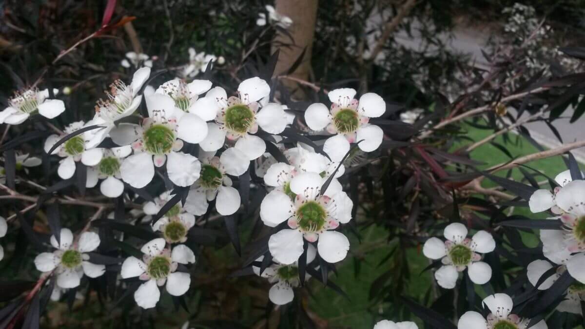 Leptospermum 'Coppersheen' – Maryflower