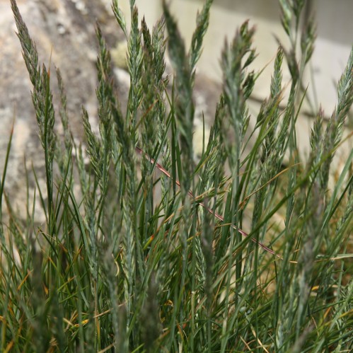 Festuca glauca |Maryflower