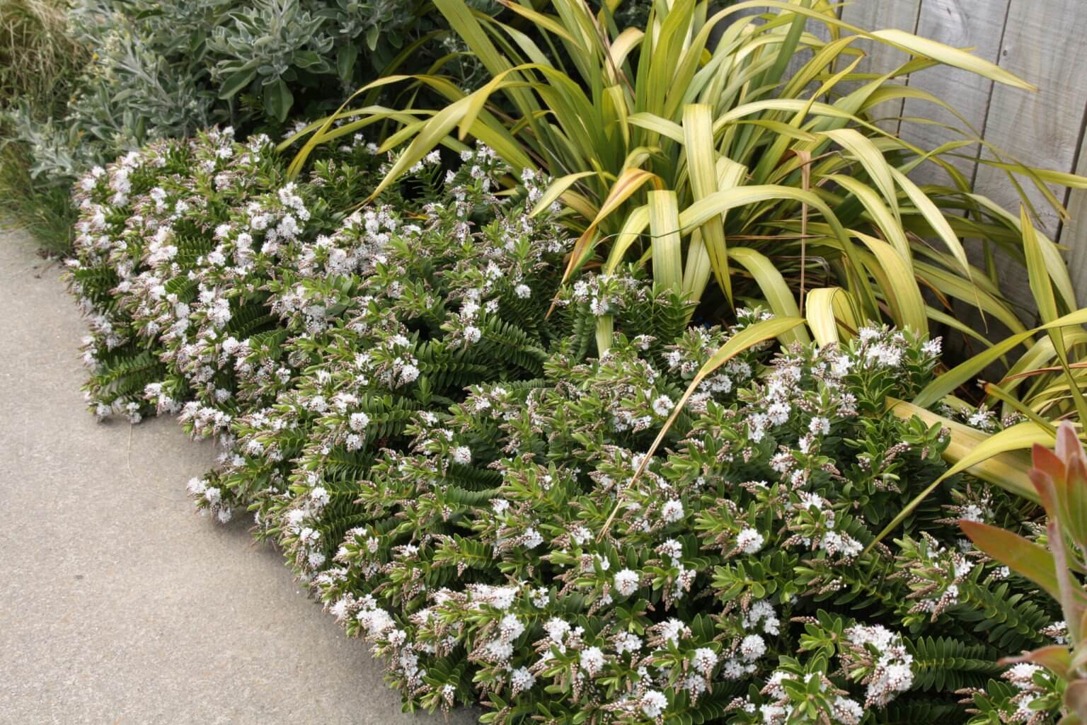 Hebe 'Wiri Mist' – Maryflower