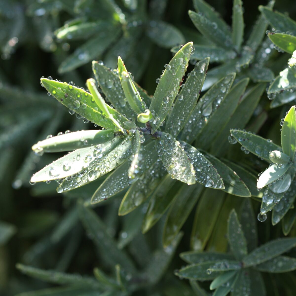 Hebe 'Albicans' – Maryflower