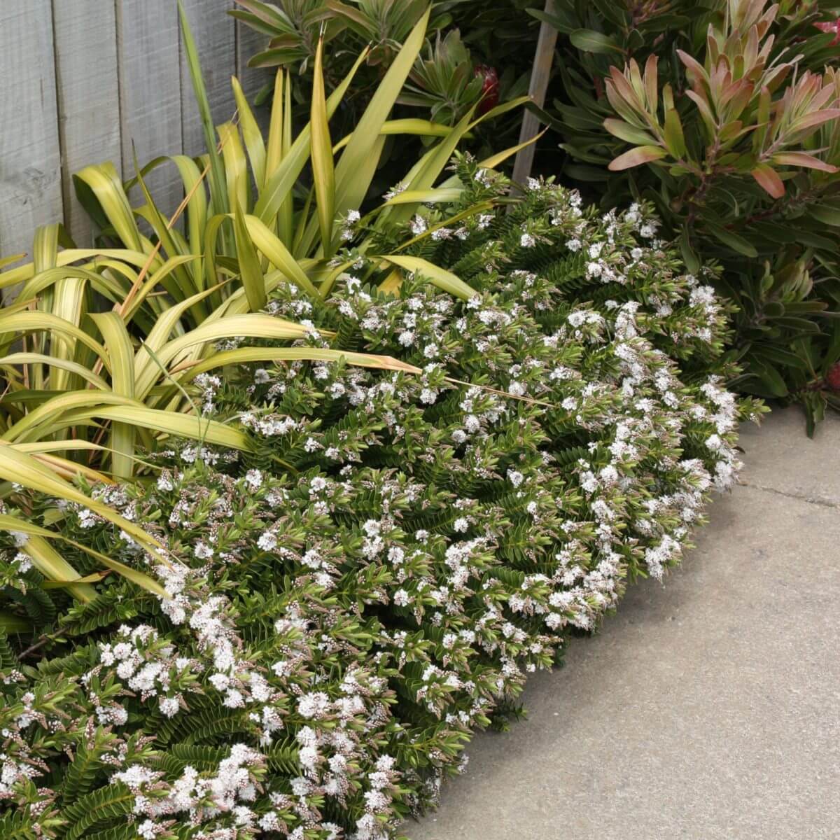 Hebes – Maryflower