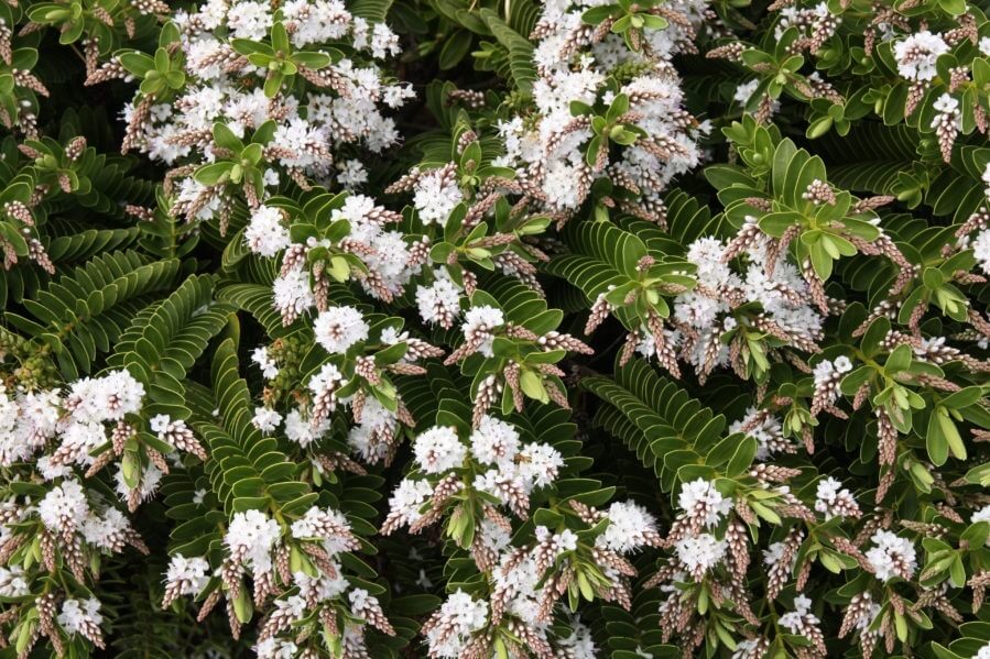 Hebe 'Wiri Mist' – Maryflower