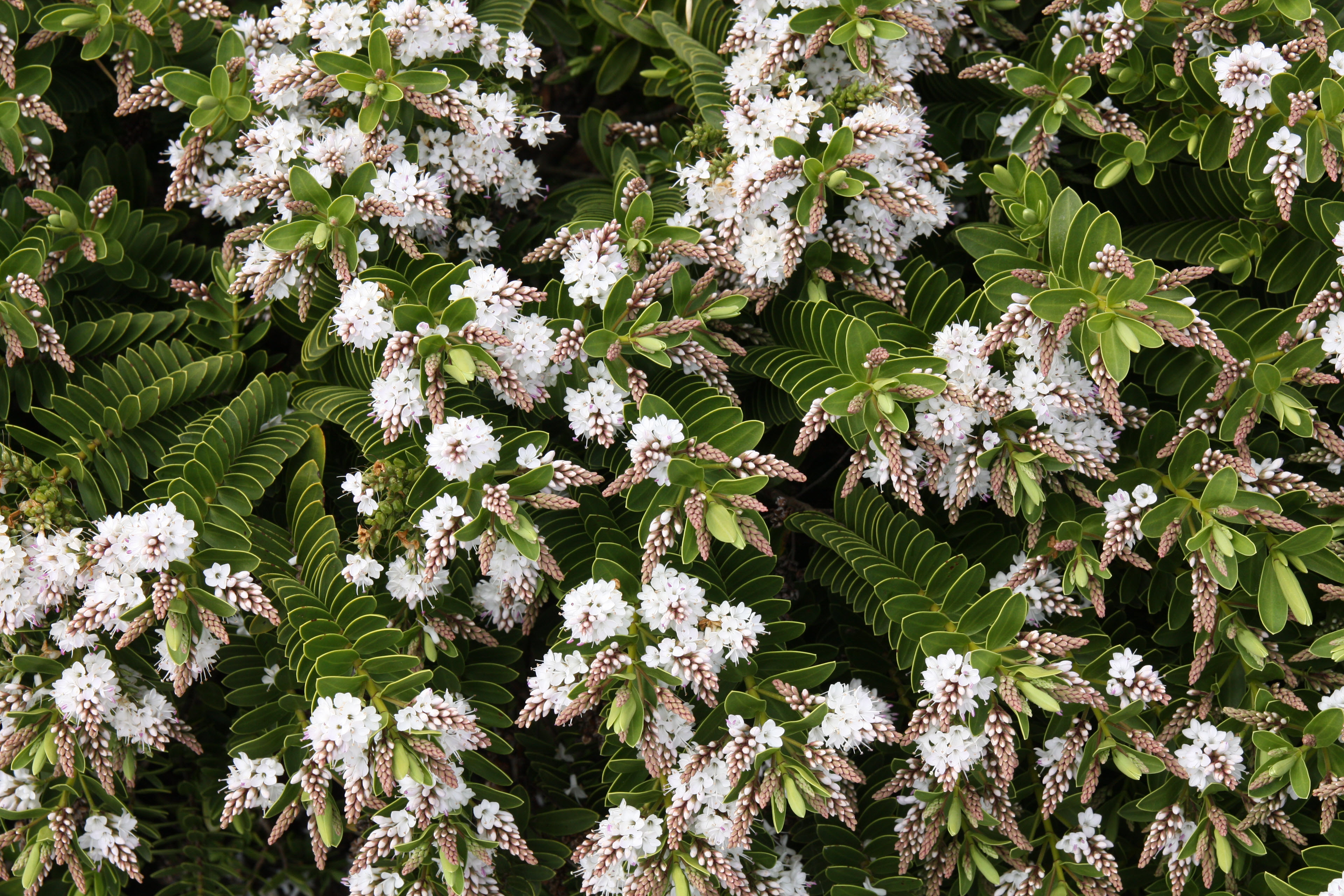 Hebe 'Wiri Mist' – Maryflower