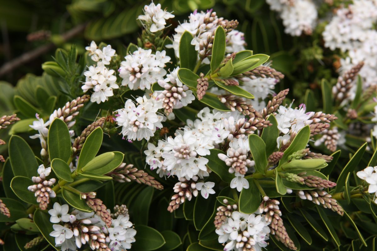 Hebe 'Wiri Mist' – Maryflower
