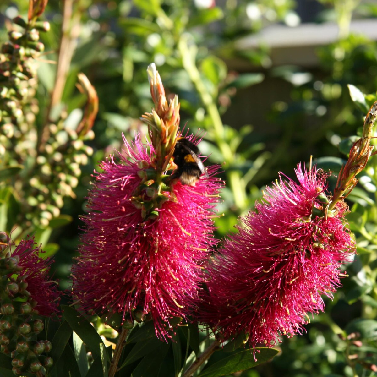 Bird attracting – Maryflower