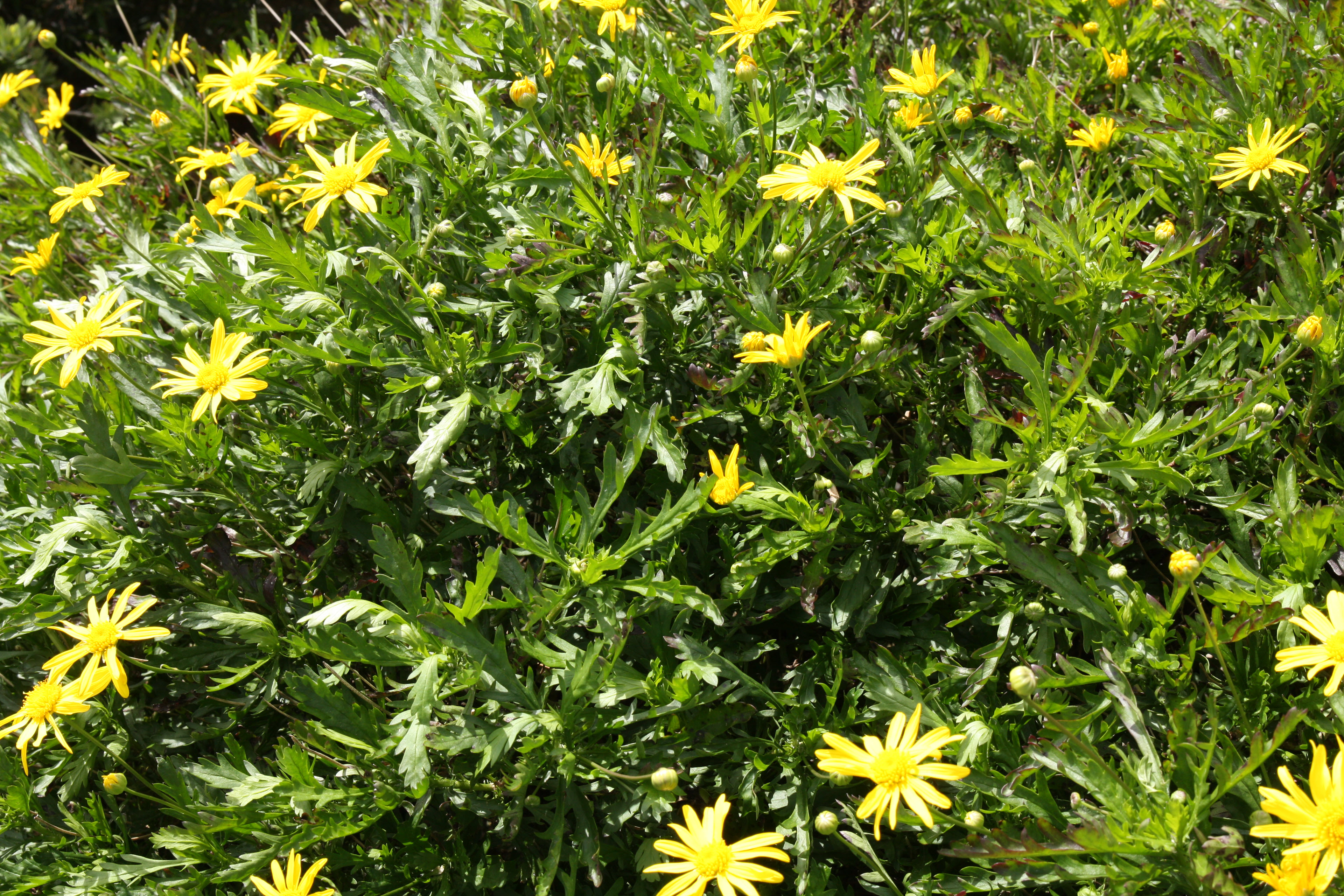Euryops pectinatus 'Sunshine' – Maryflower
