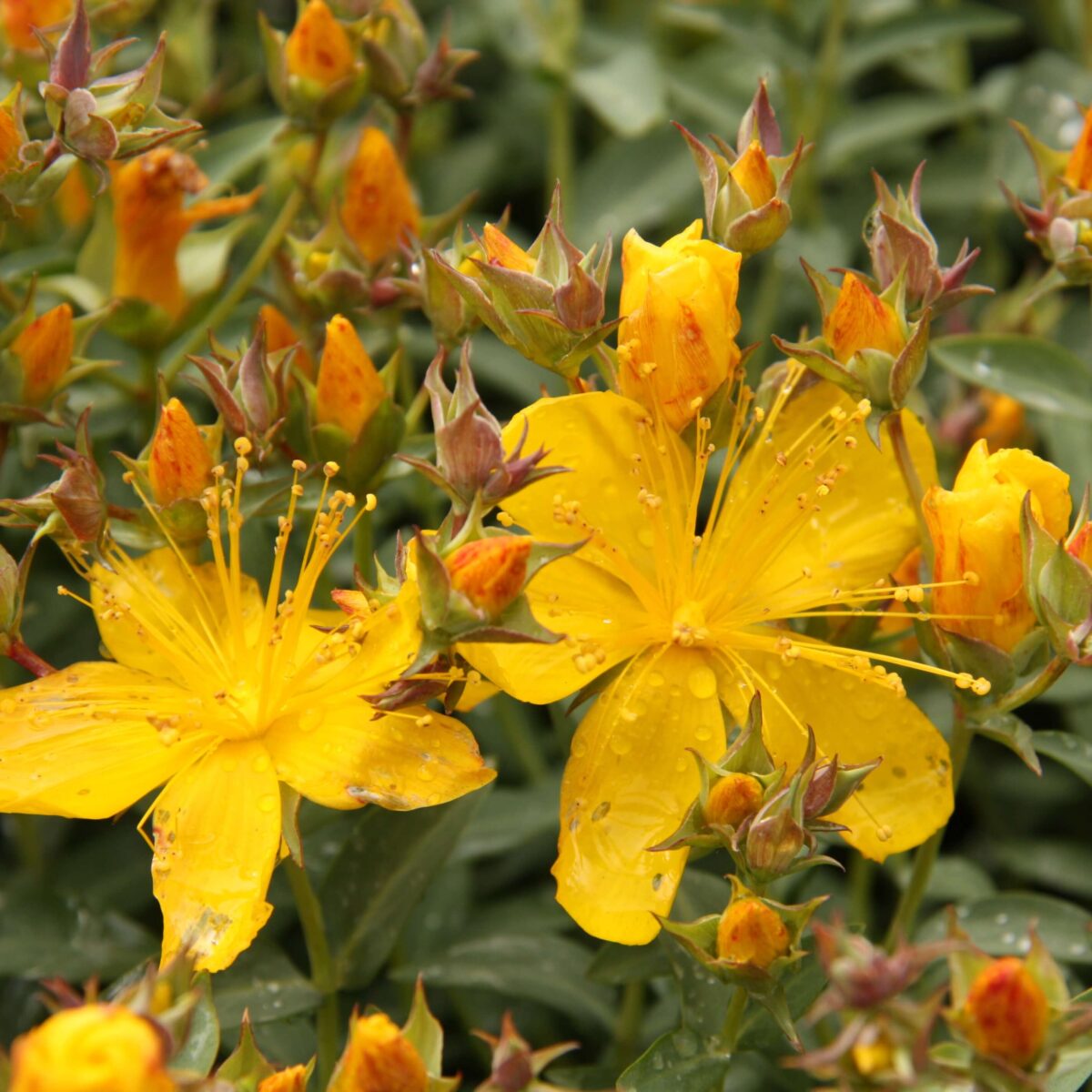 Hypericum gracilis – Maryflower