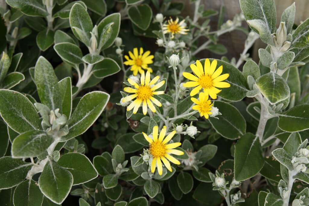 Brachyglottis greyii 'Sunshine' – Maryflower
