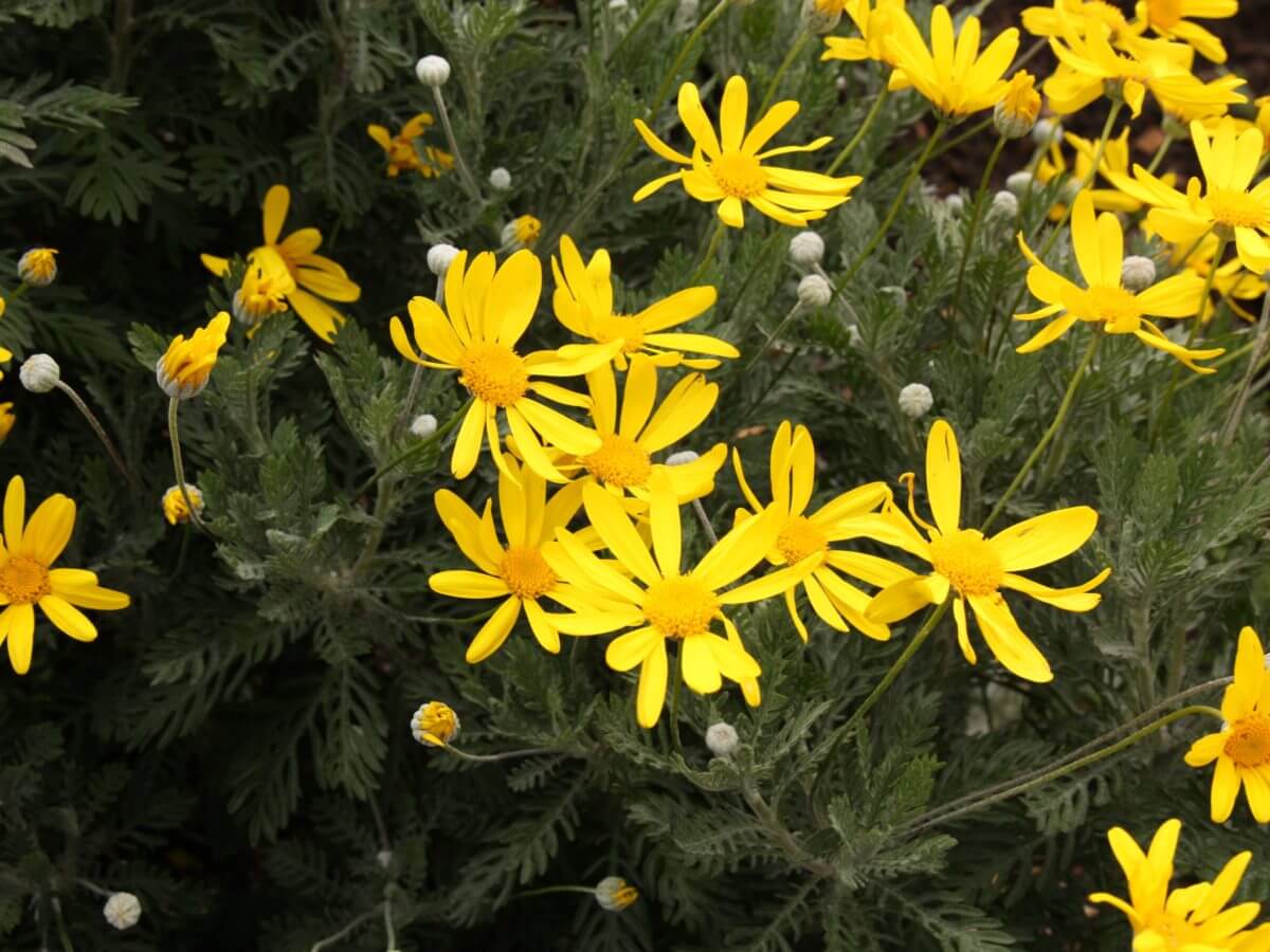 Euryops pectinatus 'Little Sunray' – Maryflower