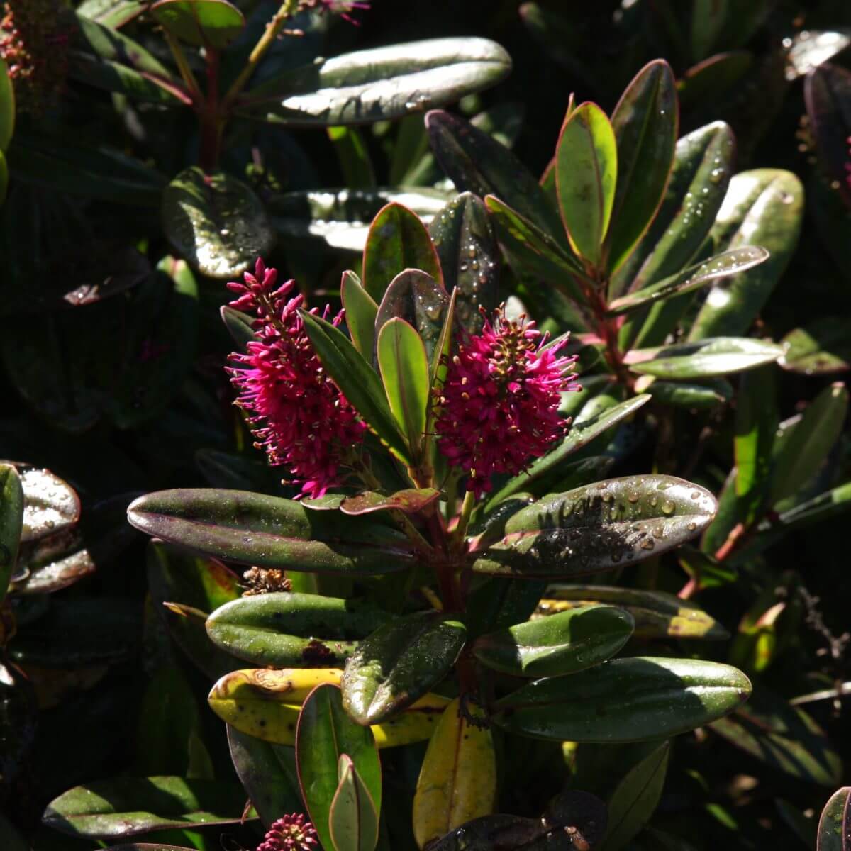 Hebes – Maryflower