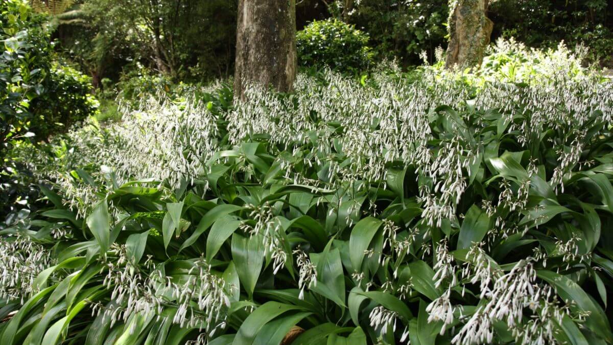 Arthropodium cirratum 'Te Puna' – Maryflower