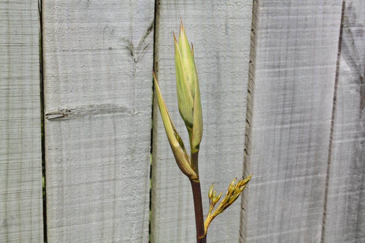 Phormium 'Yellow Wave" – Maryflower