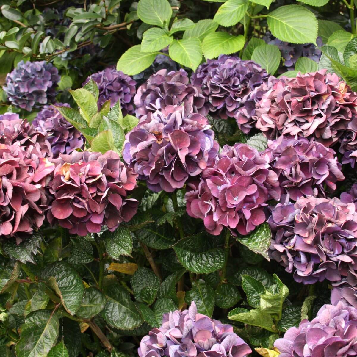 Low maintenance plants | Maryflower