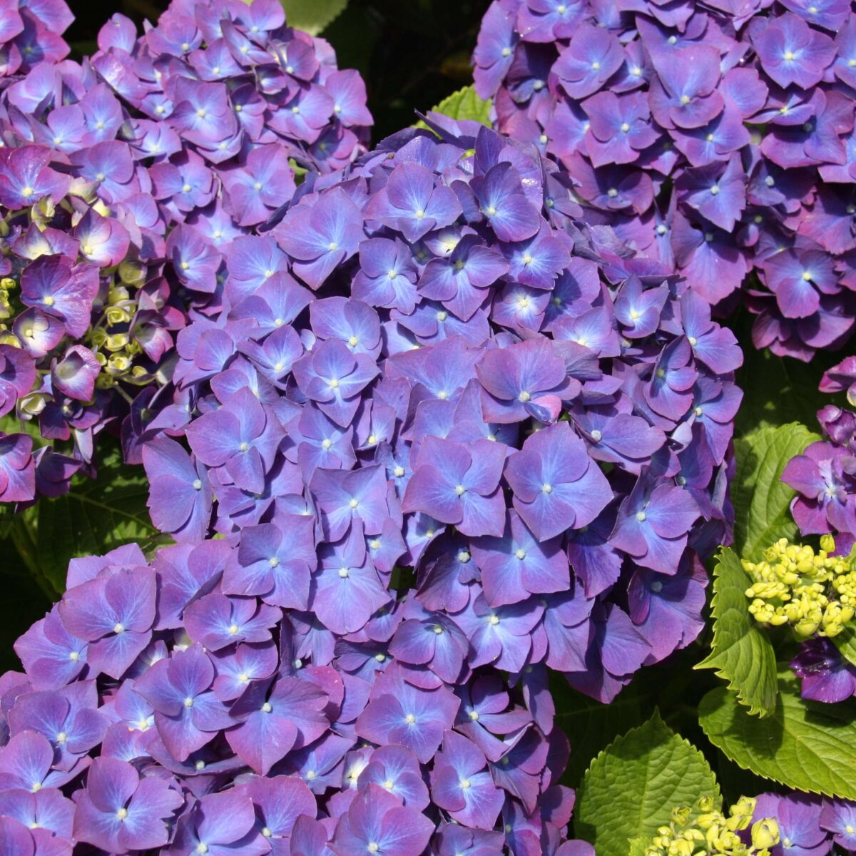 Hydrangea macrophylla 'Raspberry Crush' – Maryflower