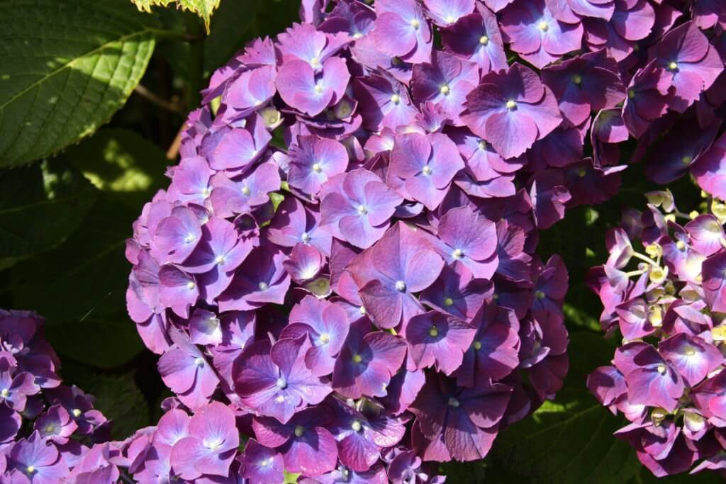 Hydrangea macrophylla 'Raspberry Crush' – Maryflower