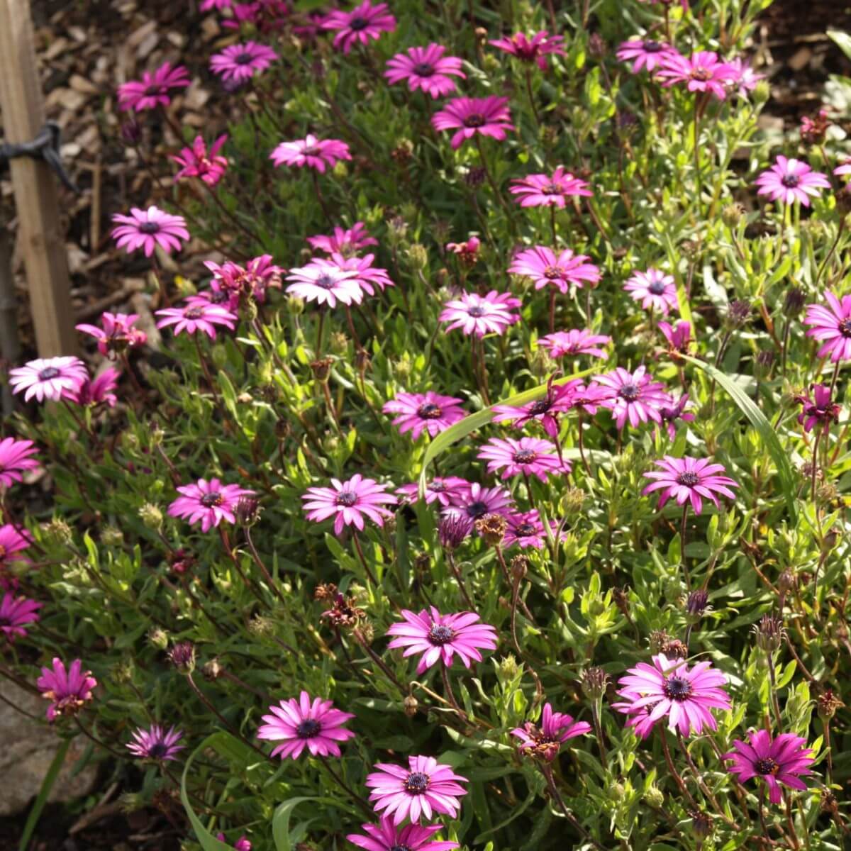 Perennials | Maryflower