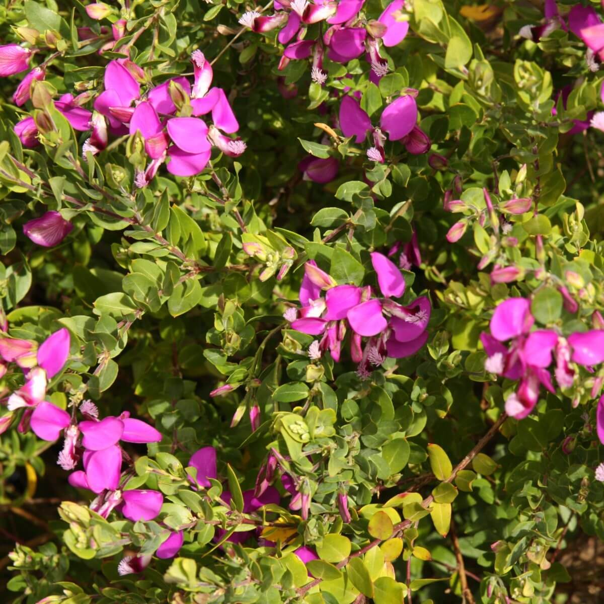 Low maintenance plants | Maryflower