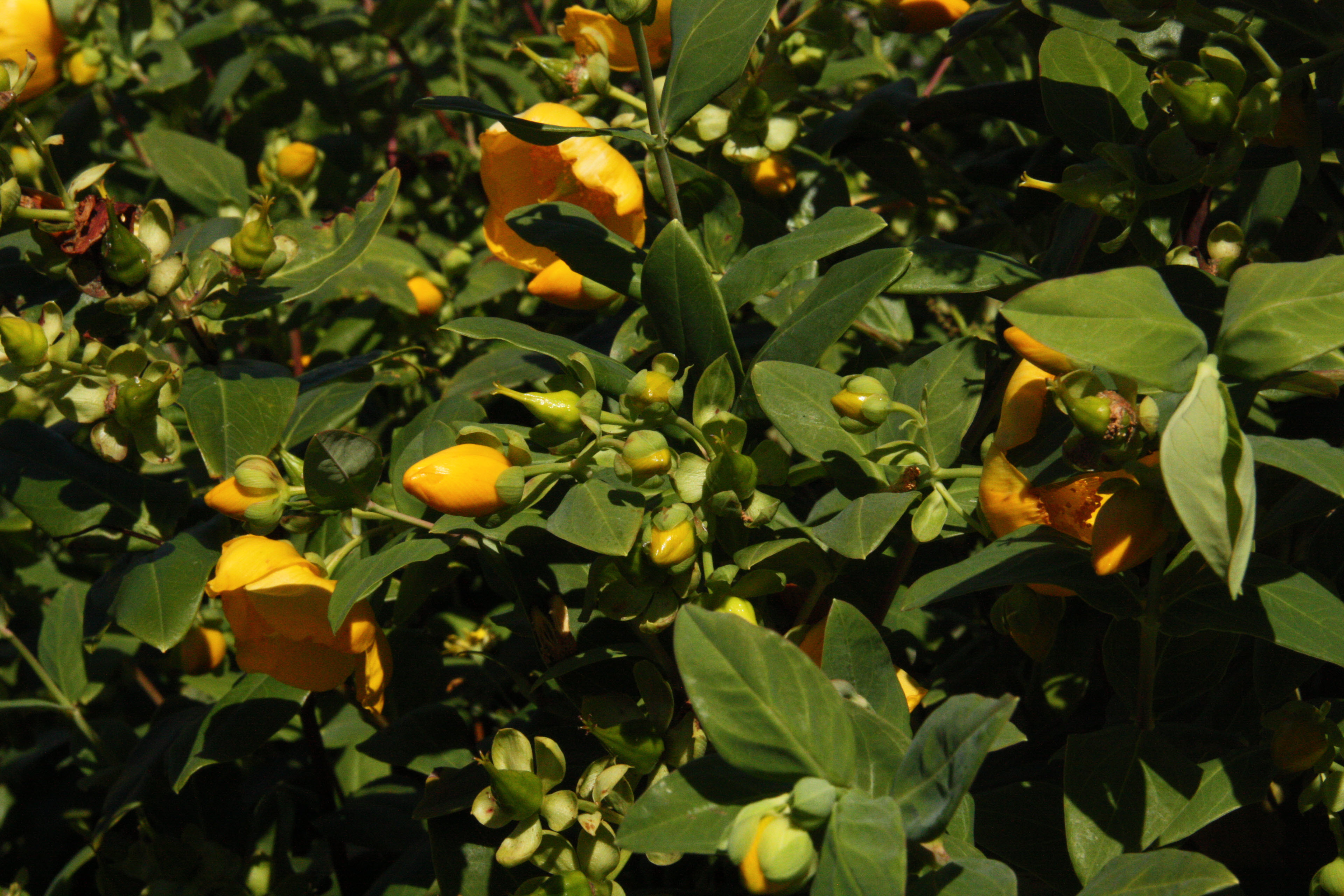 Hypericum 'Hidcote' – Maryflower