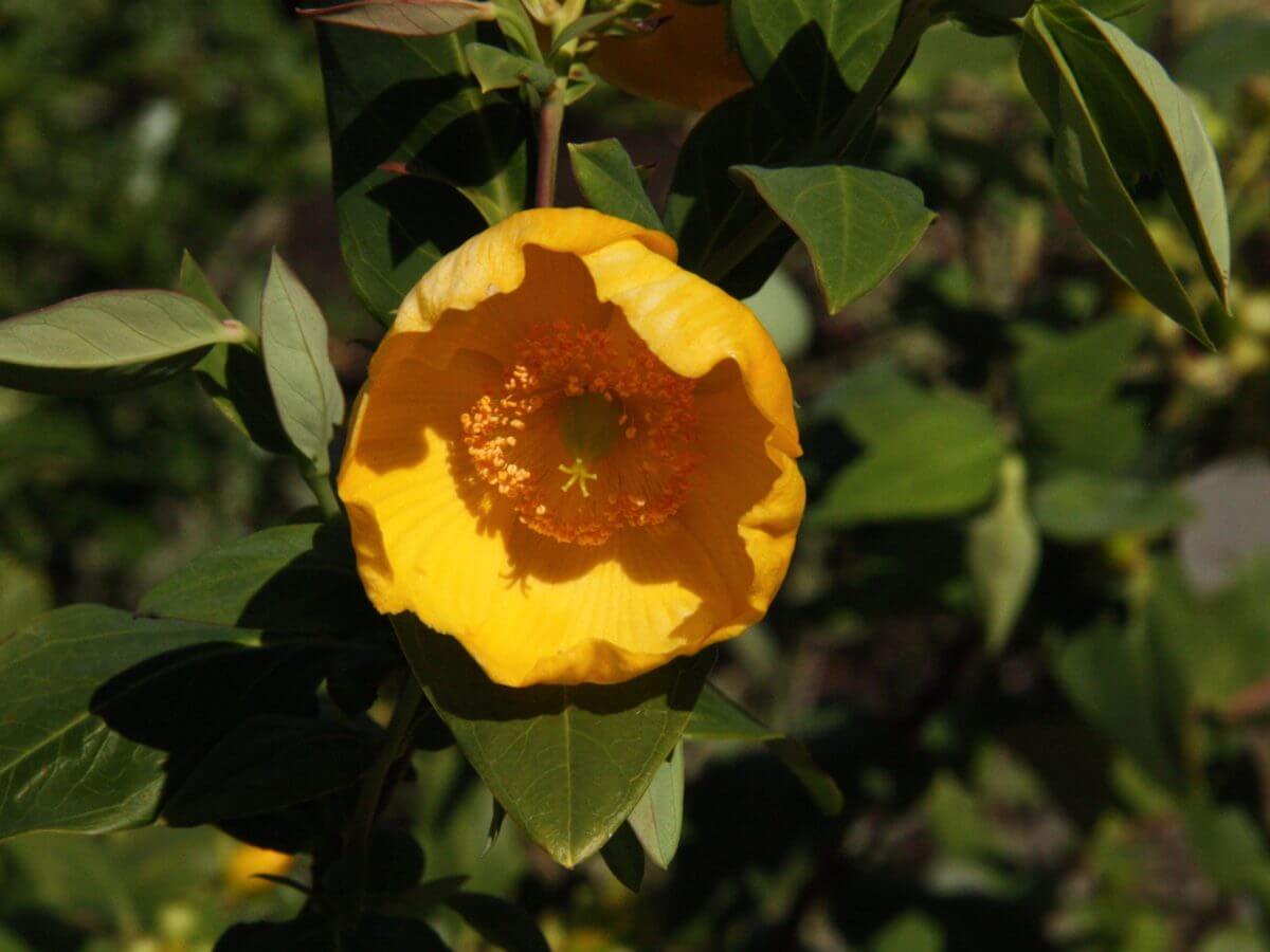 Hypericum 'Hidcote' – Maryflower