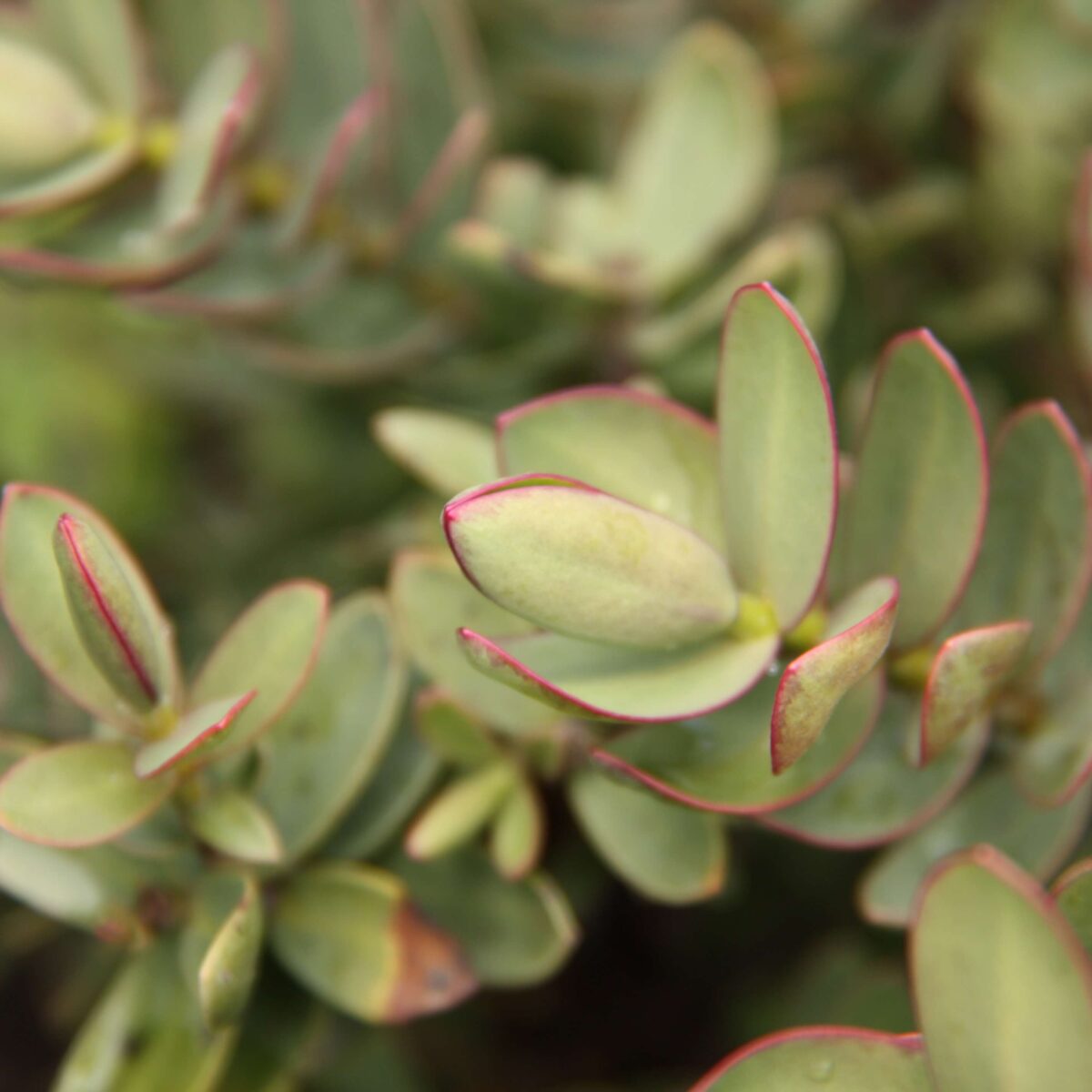 Hebe albicans 'Red Edge' – Maryflower