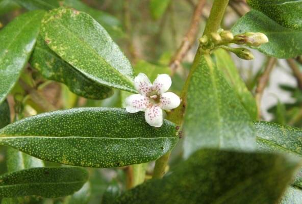 Myoporum leatum (Ngaio tree) – Maryflower