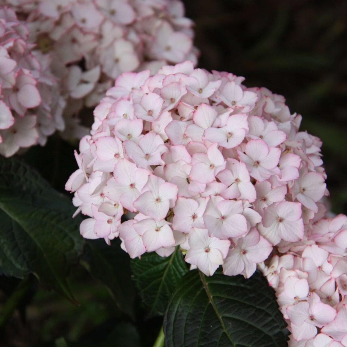 Hydrangea macrophylla 'Sabrina' – Maryflower