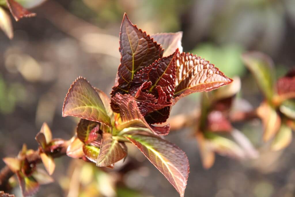Hydrangea macrophylla 'Sabrina' – Maryflower