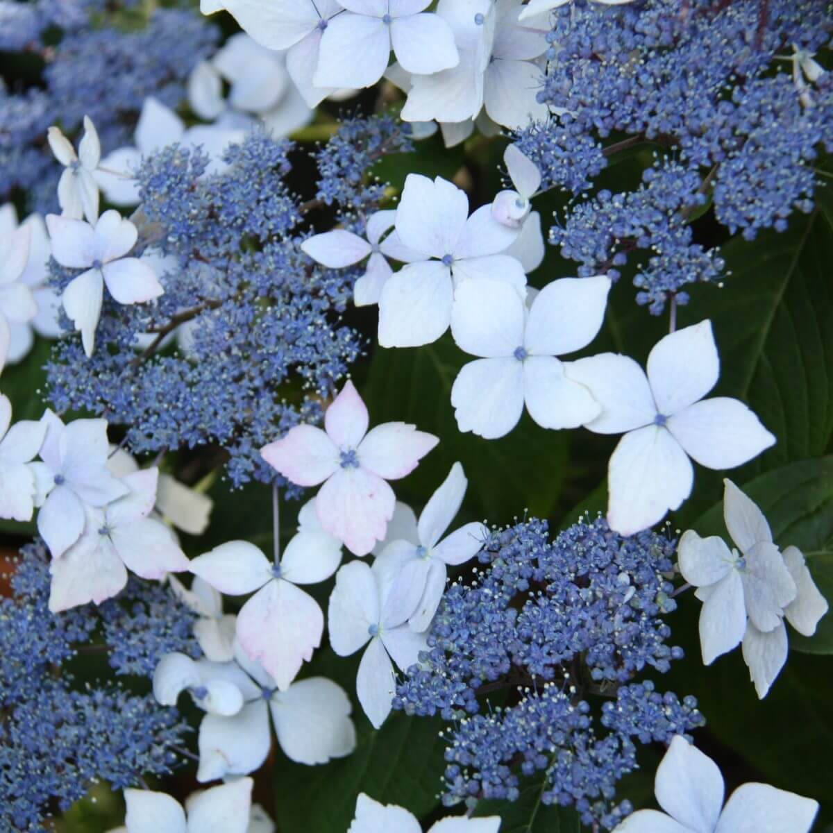 Hydrangeas | Maryflower