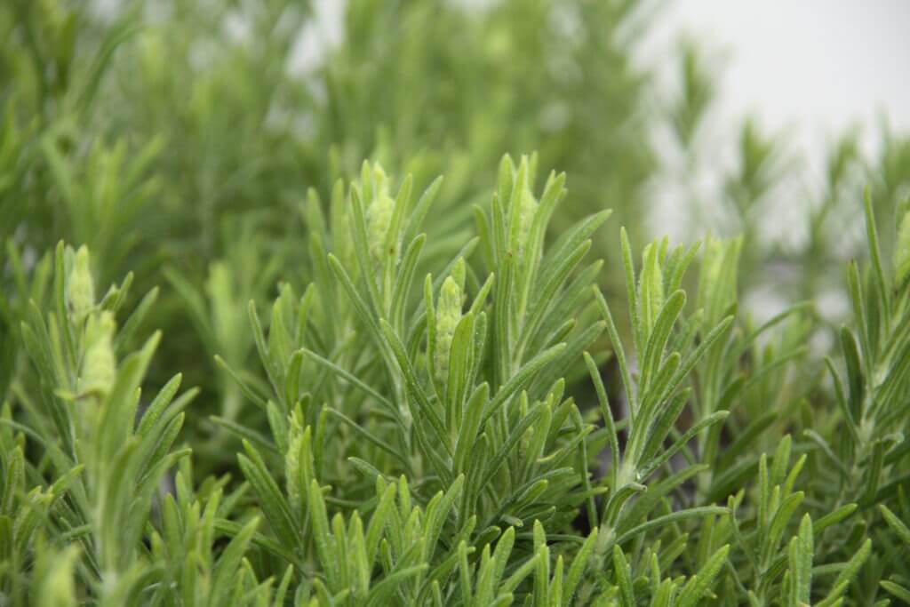 Lavender 'Viridis' – Maryflower