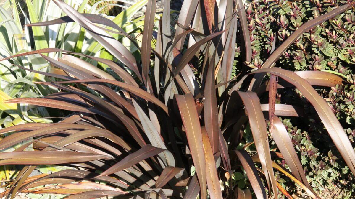 Phormium cookianum 'Purpurea' – Maryflower