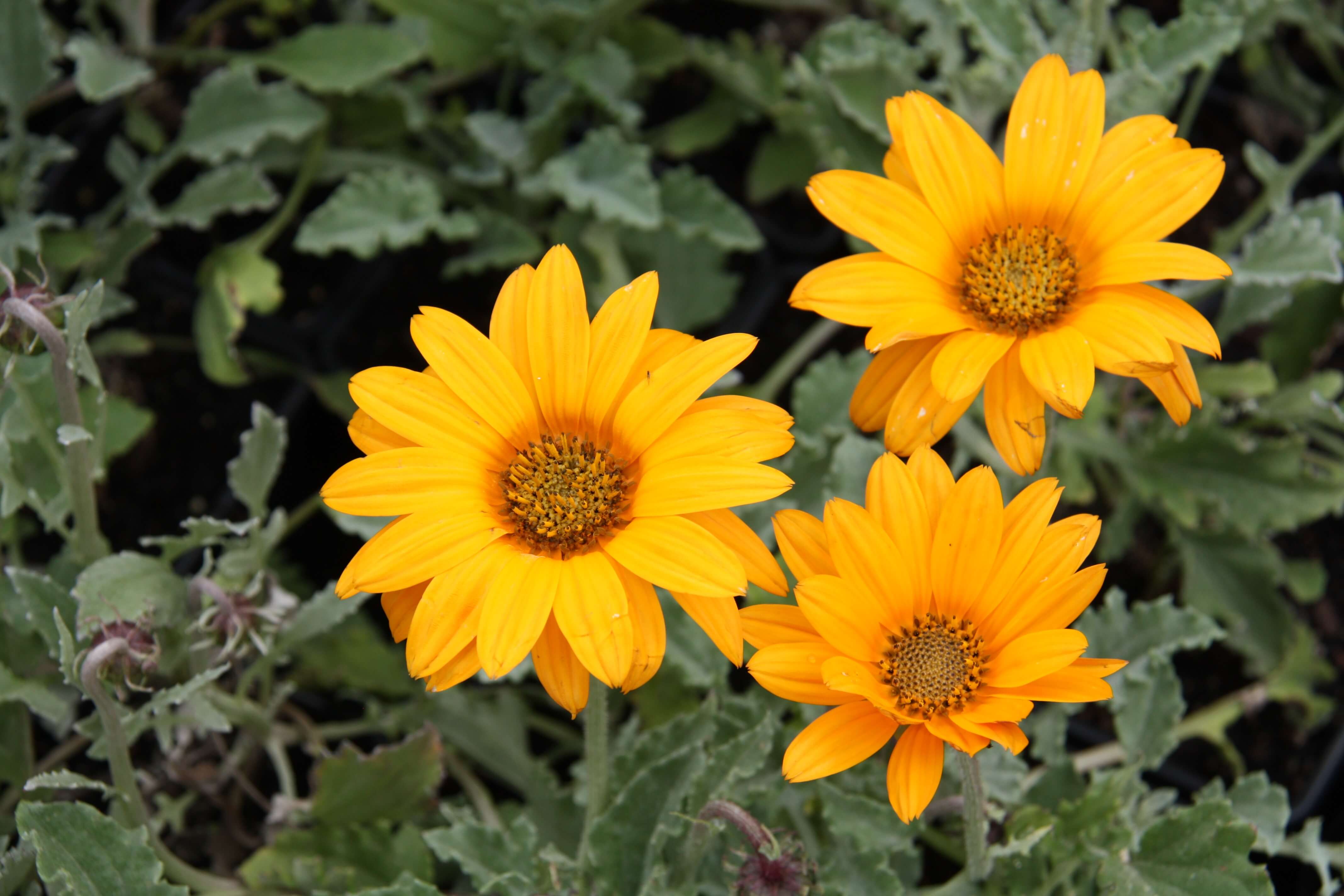 Arctotis 'Orange' |Maryflower