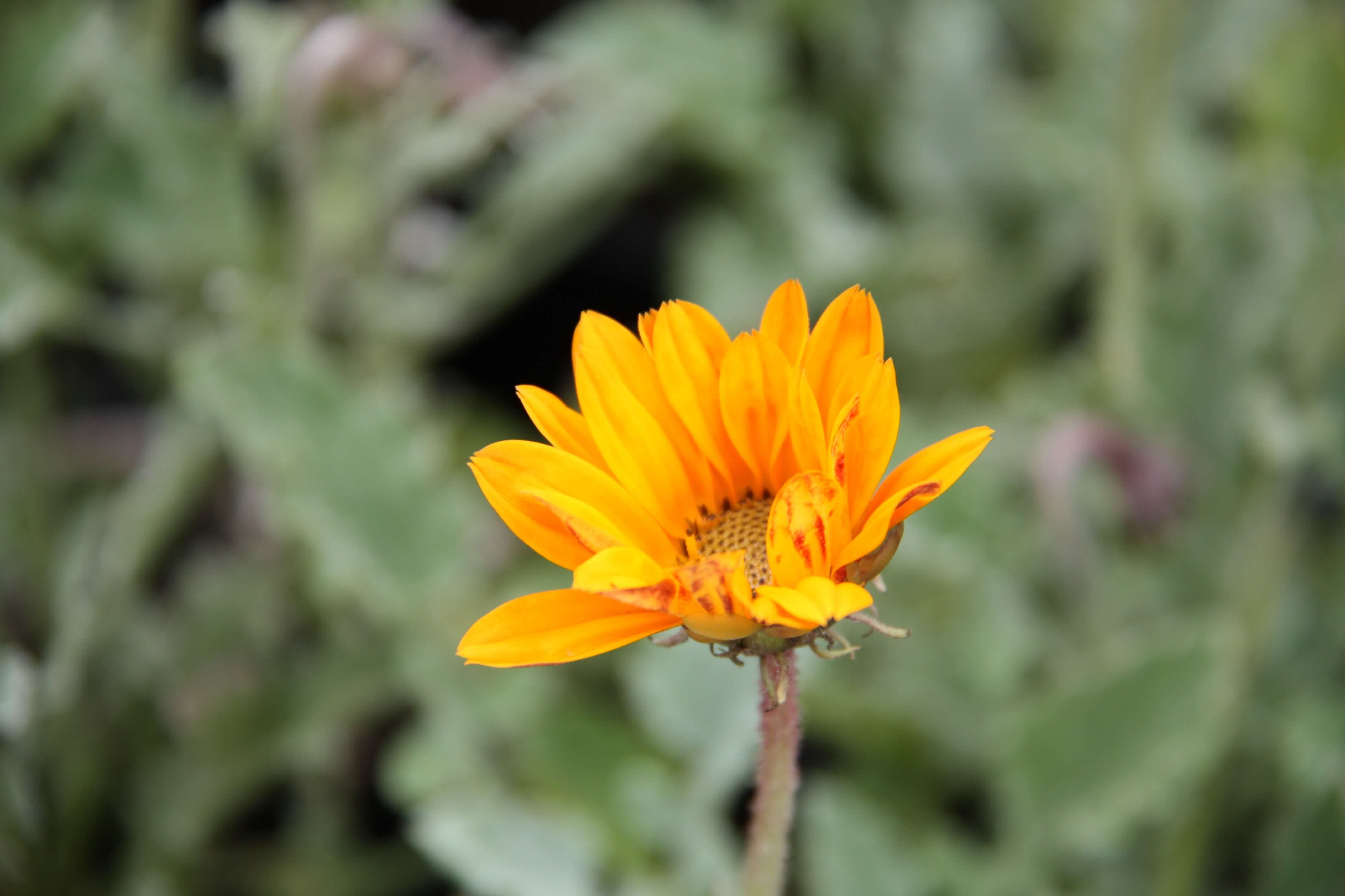 Arctotis 'Orange' |Maryflower
