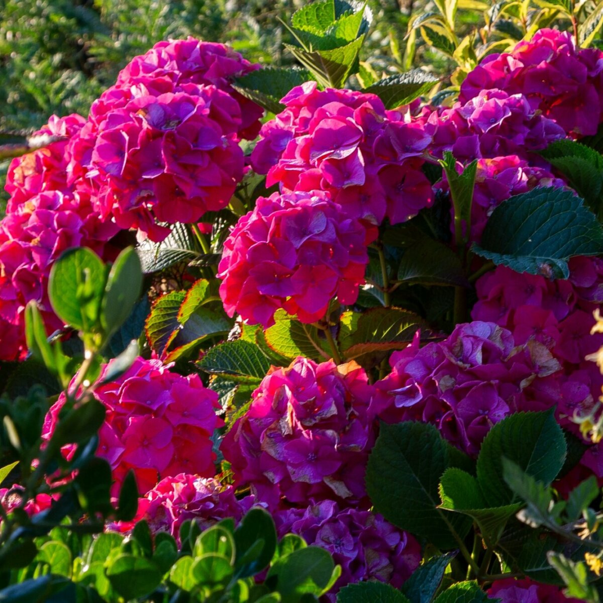 Shrubs and bushes | Maryflower