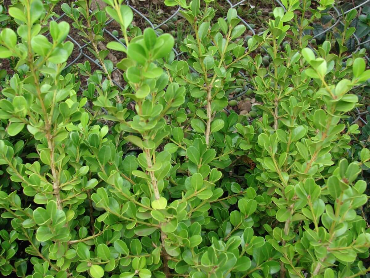 Buxus sempervirens – Maryflower