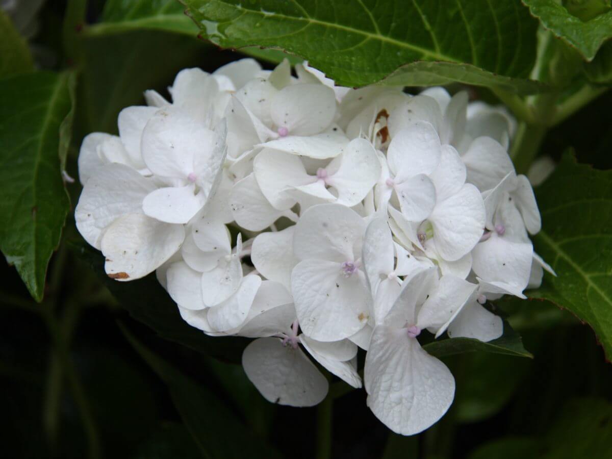 Hydrangea macrophylla 'Princess Juliana' – Maryflower