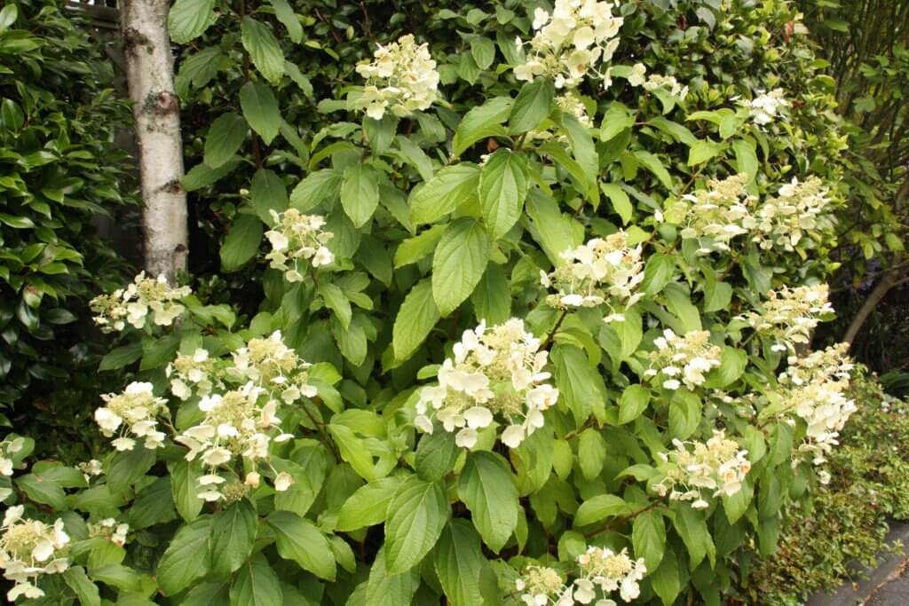 Hydrangea paniculata 'Kyushu' – Maryflower