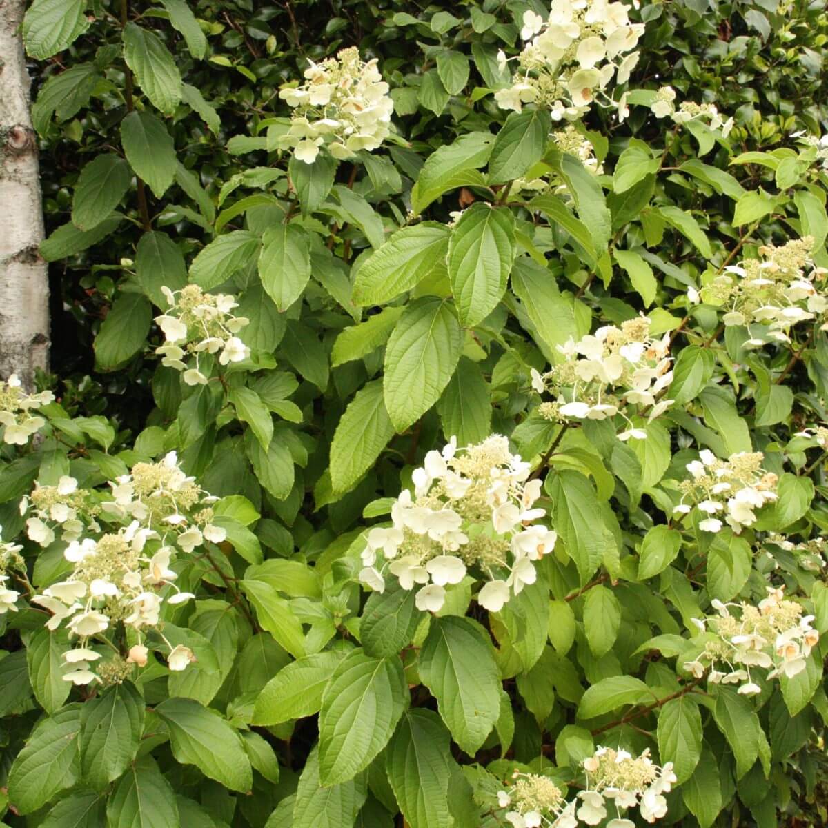Hydrangeas | Maryflower