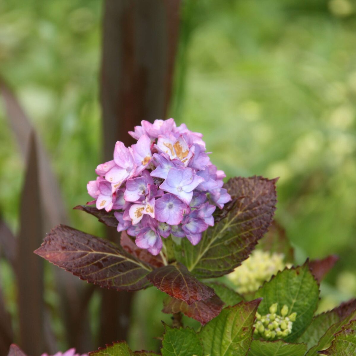 Hydrangea macrophylla 'Blue Diamond' – Maryflower
