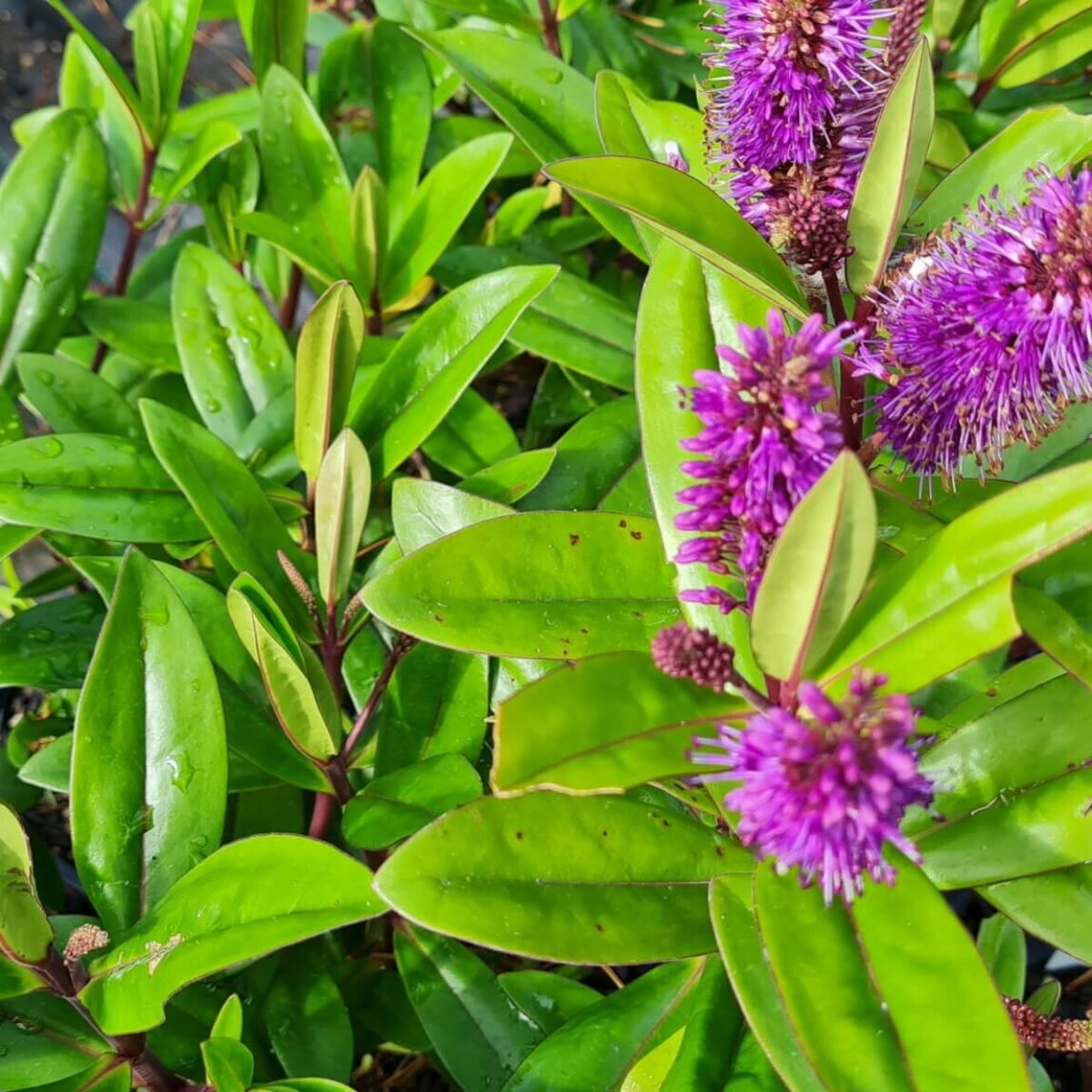 Hebes – Maryflower