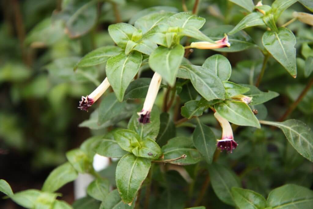 Cuphea ignea 'Alba' – Maryflower