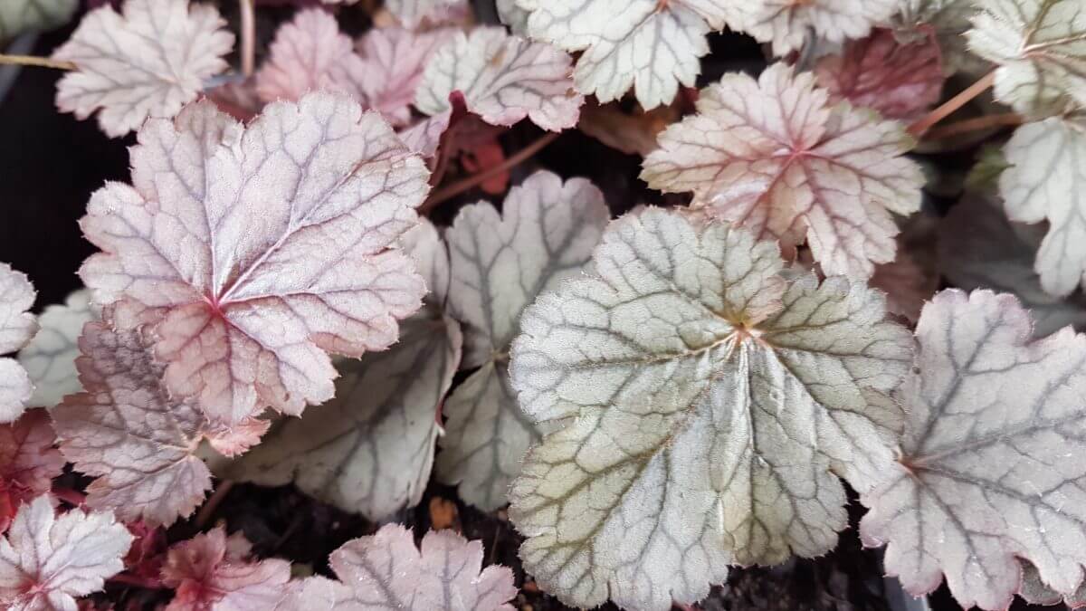 Heuchera 'Milan' – Maryflower