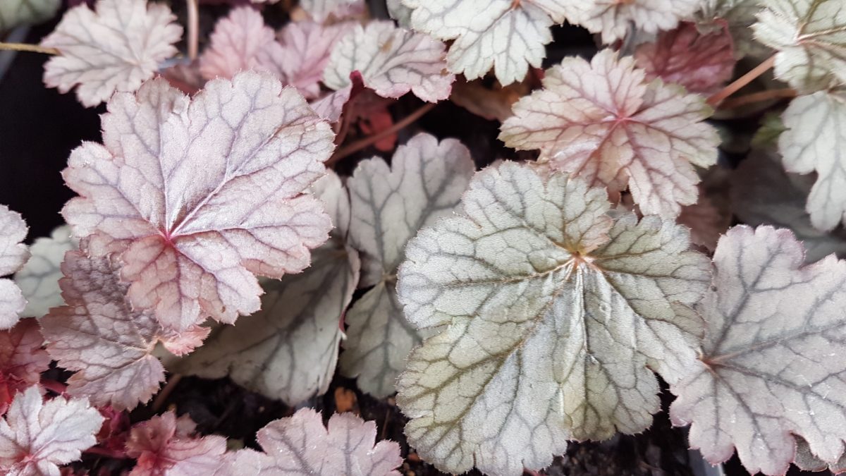 Heuchera 'Milan' – Maryflower