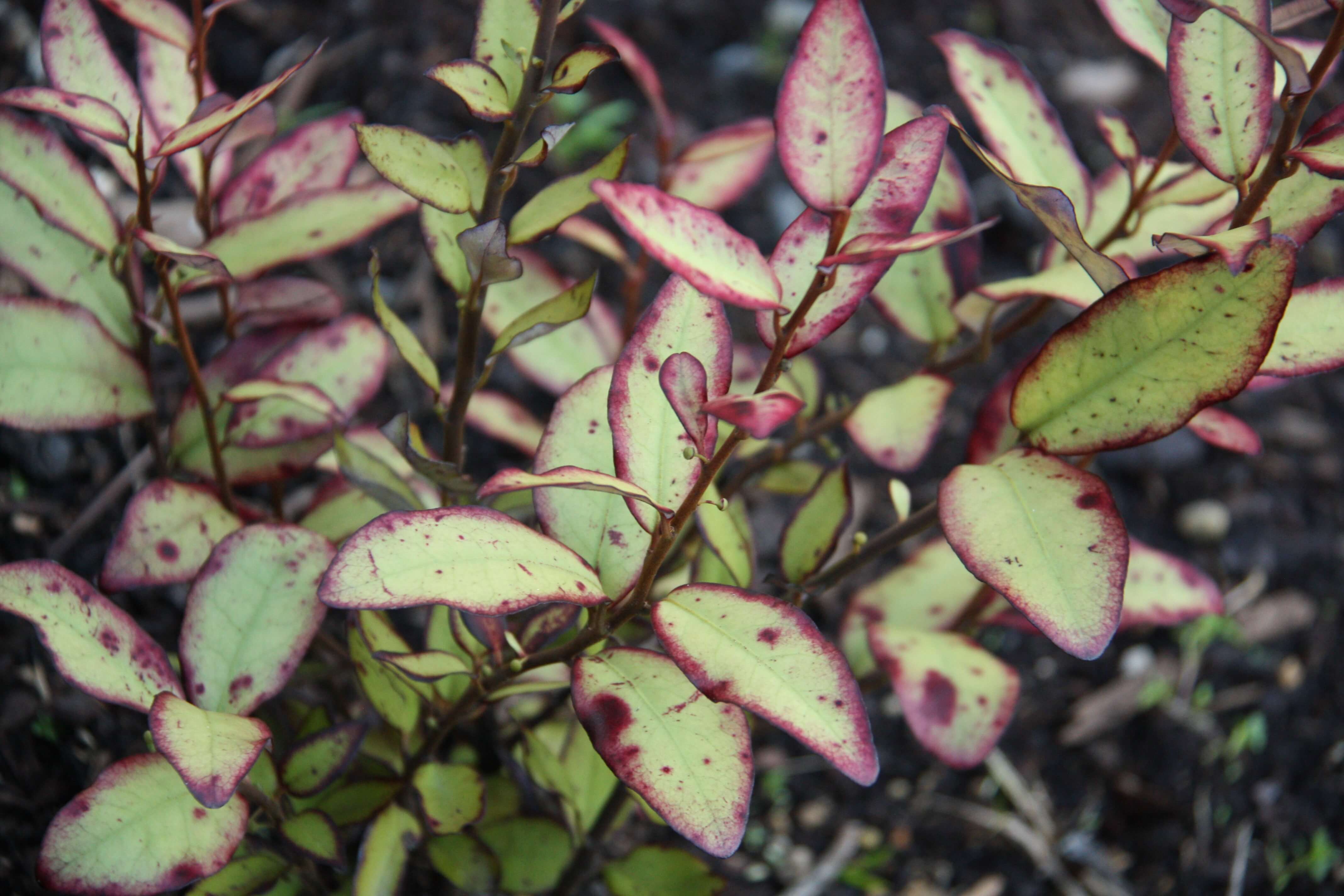 Pseudowintera colorata – Maryflower