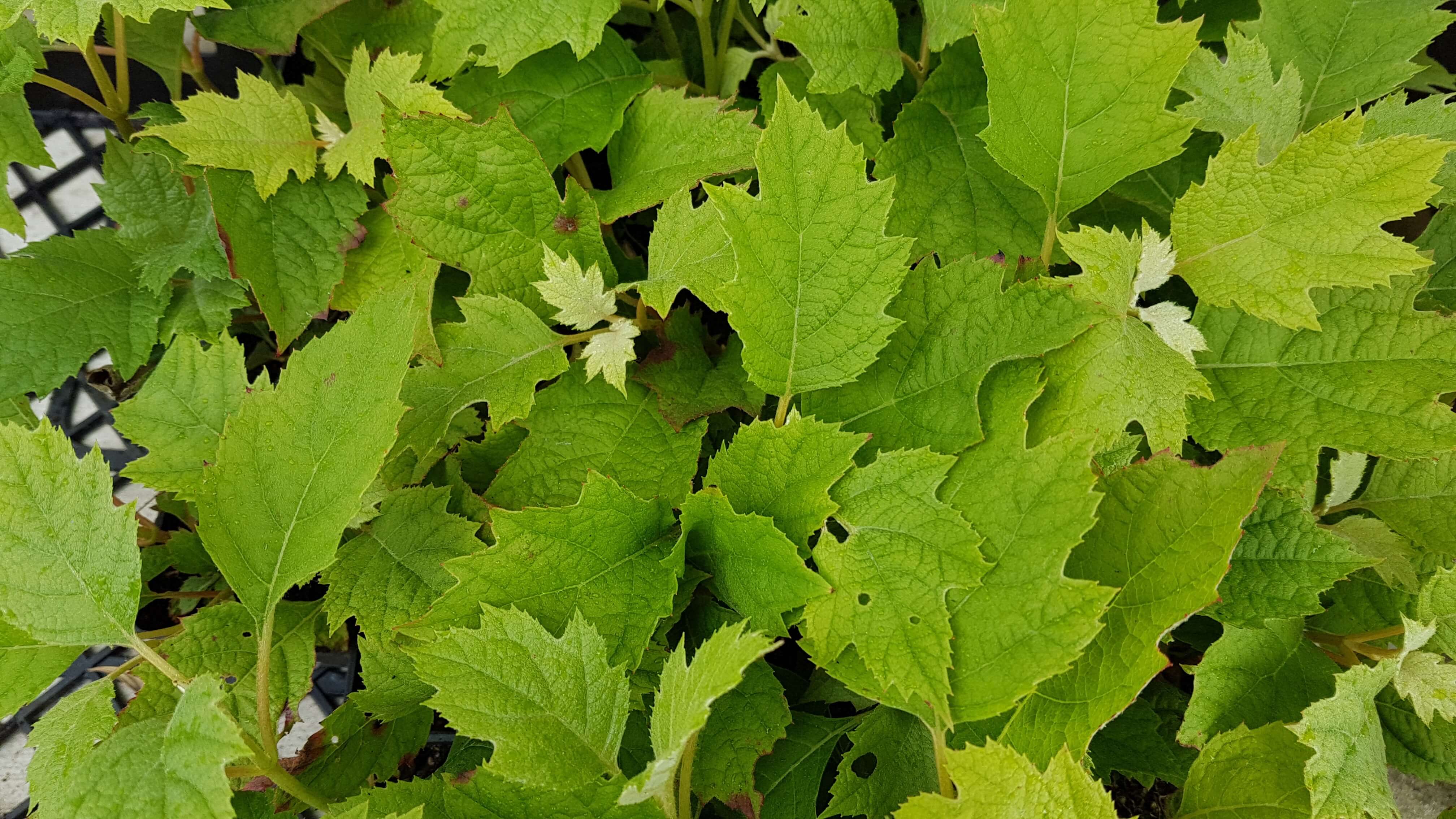 Hydrangea quercifolia 'Pee Wee' – Maryflower