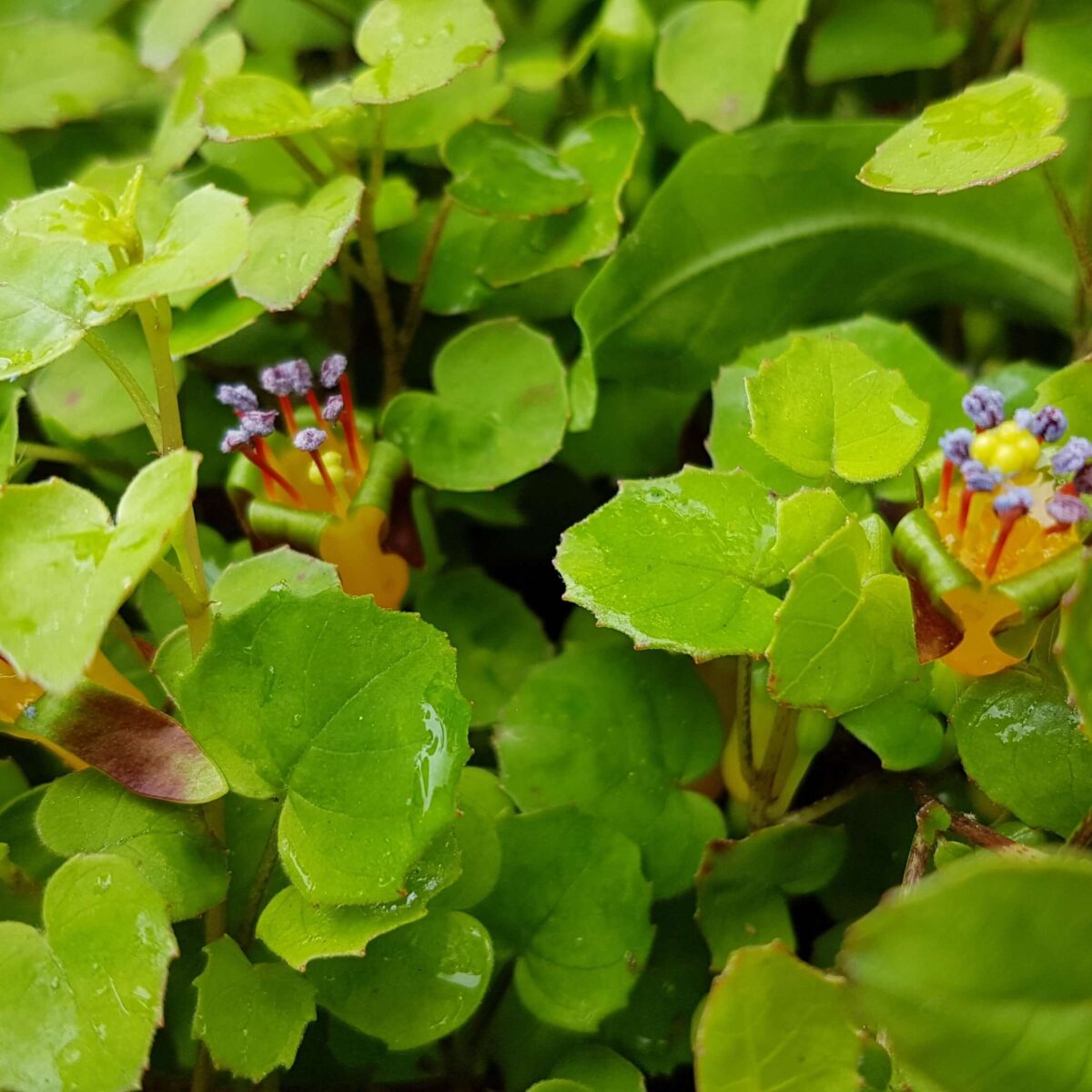 Fuchsia procumbens – Maryflower