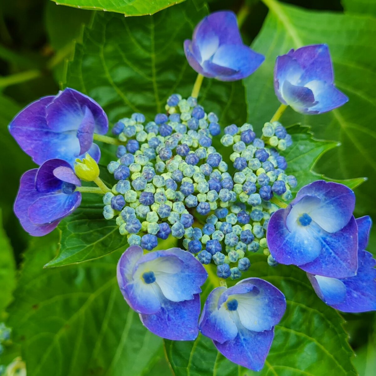 Hydrangeas | Maryflower
