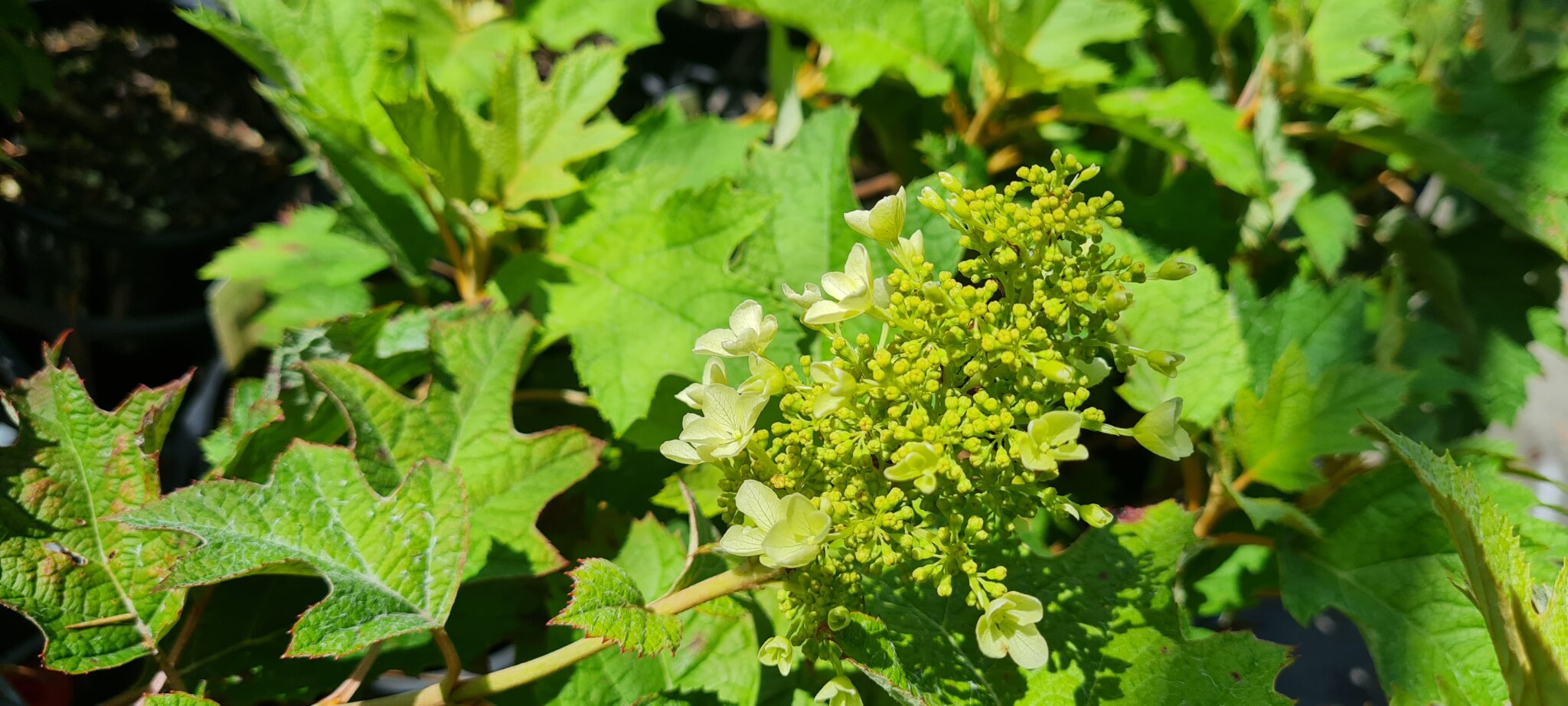 Hydrangea quercifolia 'Pee Wee' – Maryflower