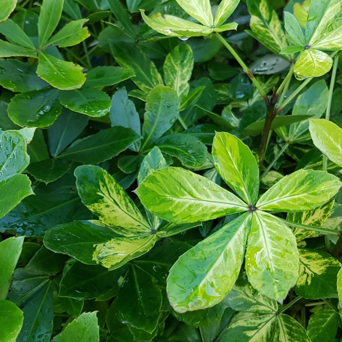 Low maintenance plants | Maryflower