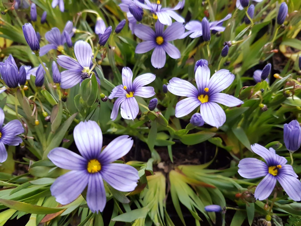 Sisyrinchium Bermudianum – Maryflower
