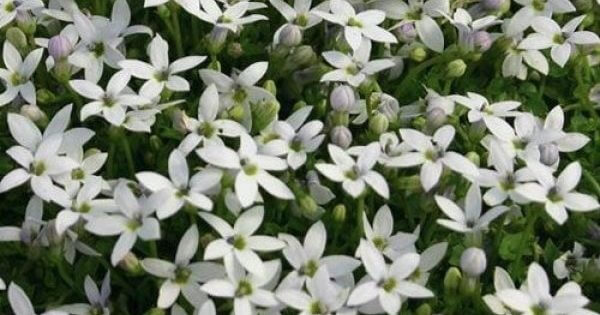 Pratia puberula 'Alba' – Maryflower